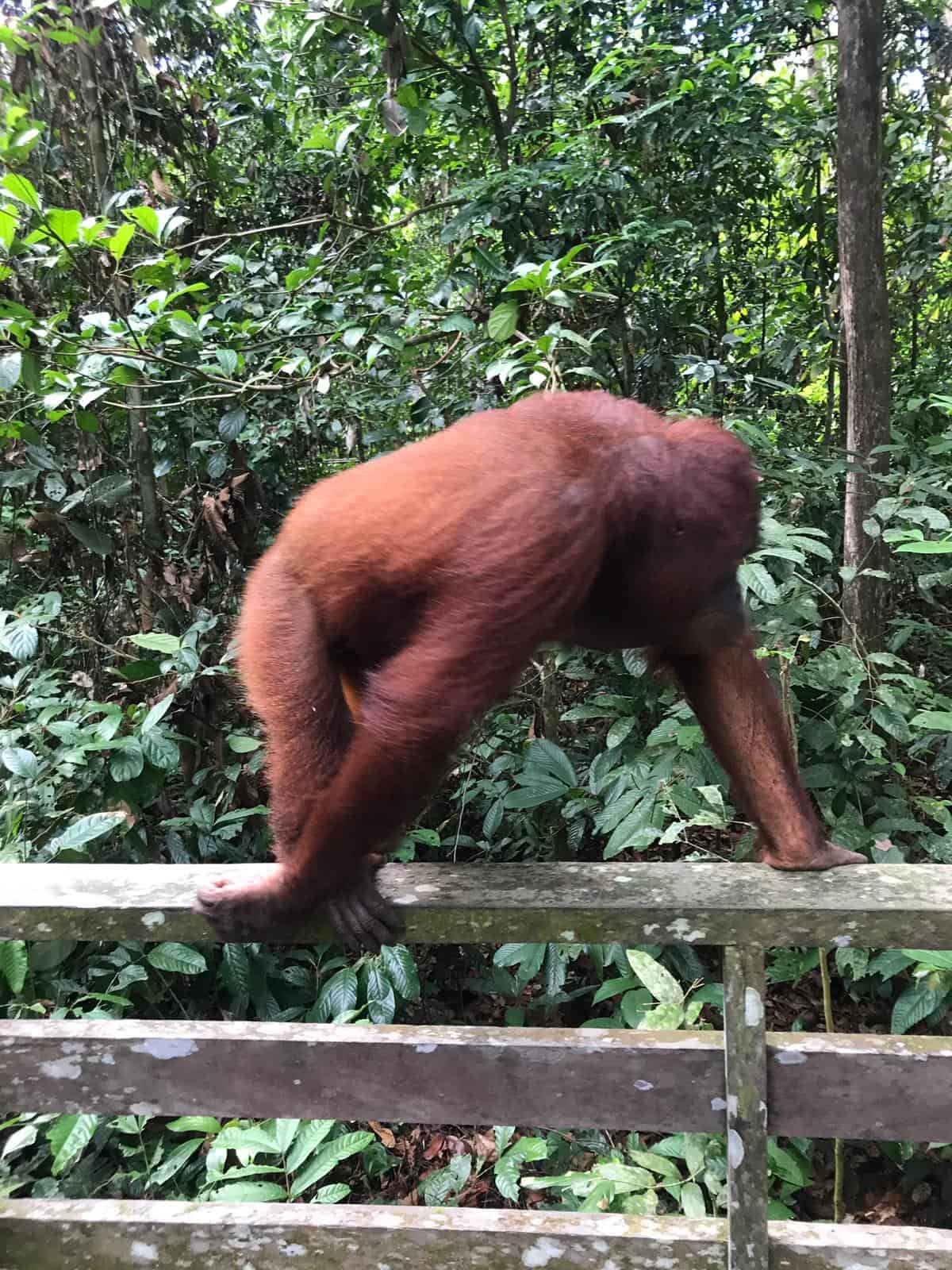 Charlie Watson: Rugby’s Doctor Dolittle cleaning up the environment